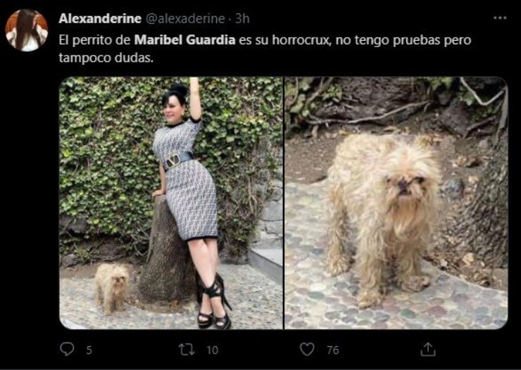 Twitter: los memes de Maribel Guardia y su perro