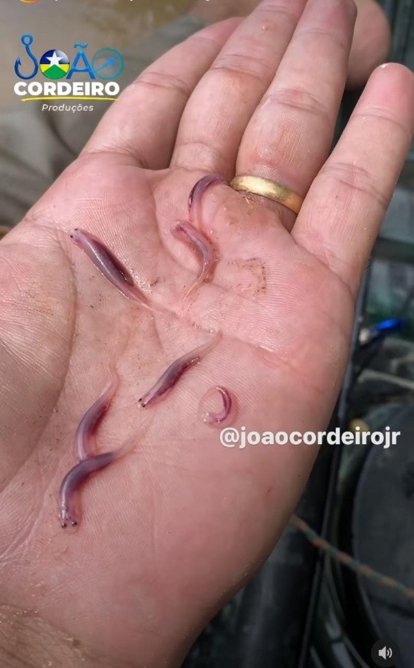 Candiru: 'Peixe-Vampiro' tem causado grandes problemas para os ...